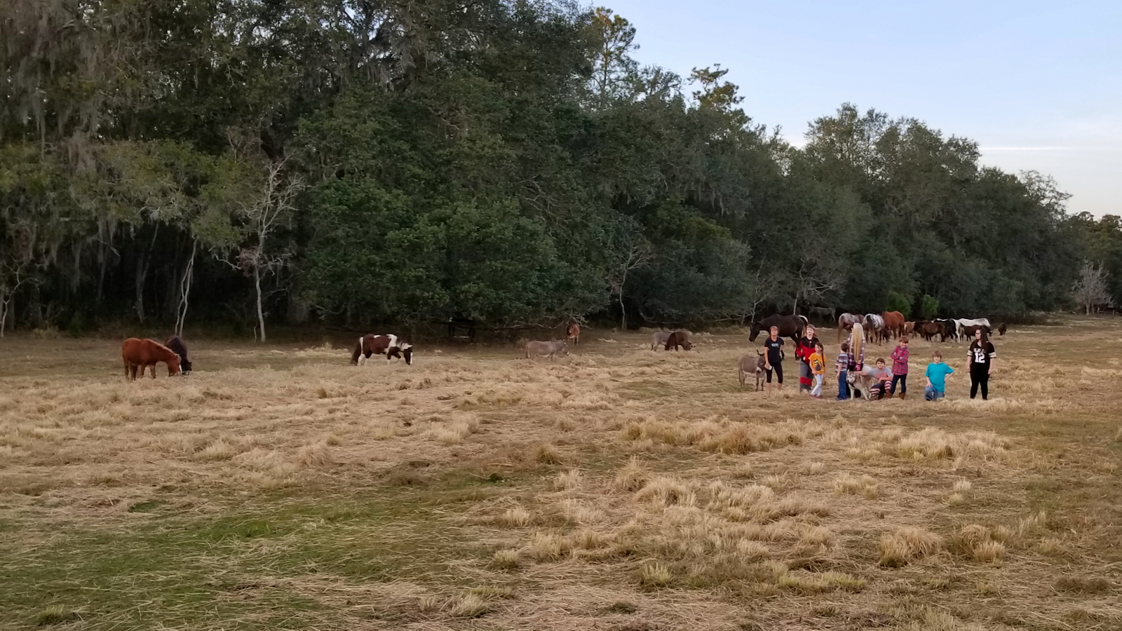 Miracle Ranch – Human Animal Life Foundation